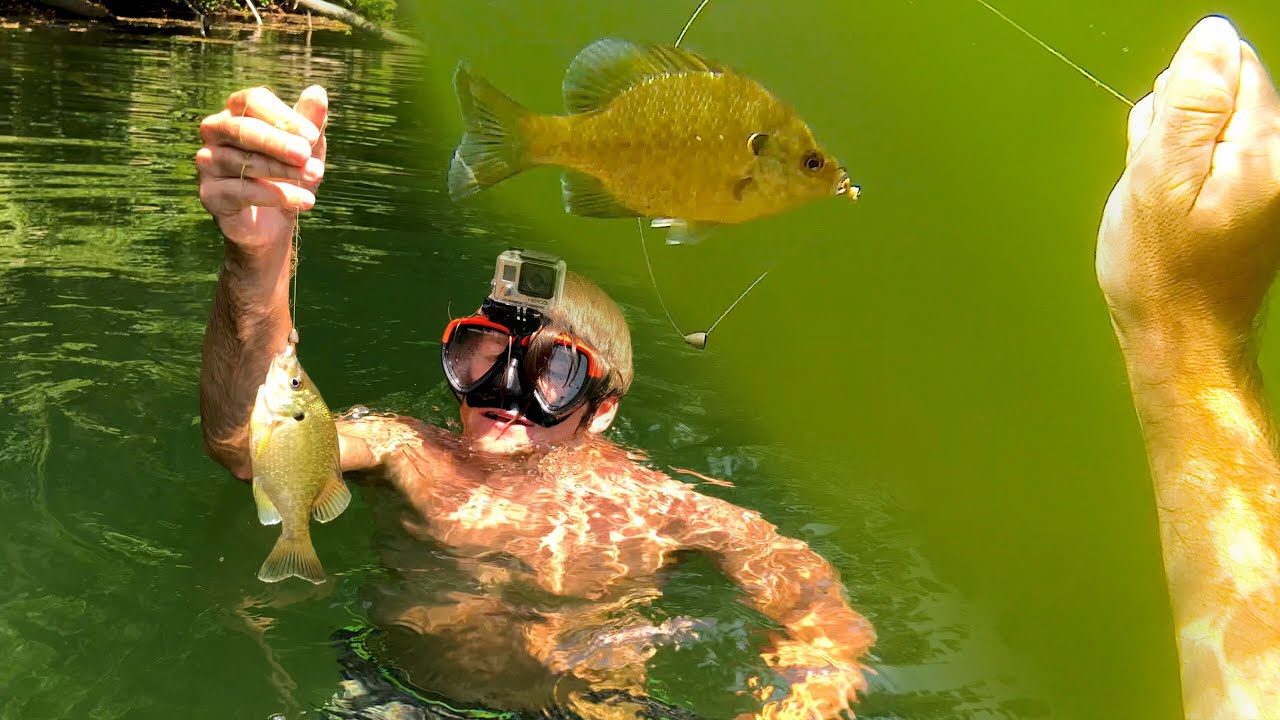 Underwater Handline Fishing In Crystal Clear Water - Aquarium Pond ...