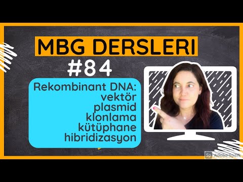 Rekombinant DNA: vektör, plasmid, klonlama, kütüphane, hibridizasyon