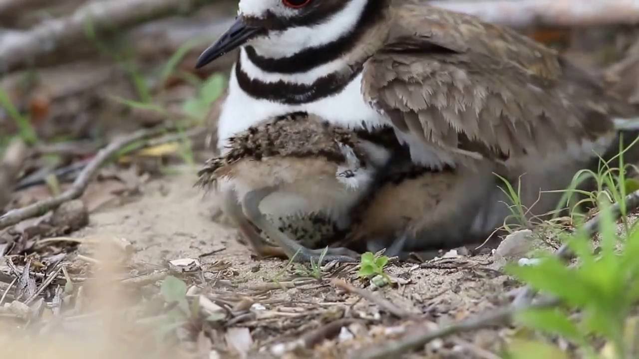 Killdeer Chicks Nesting - YouTube