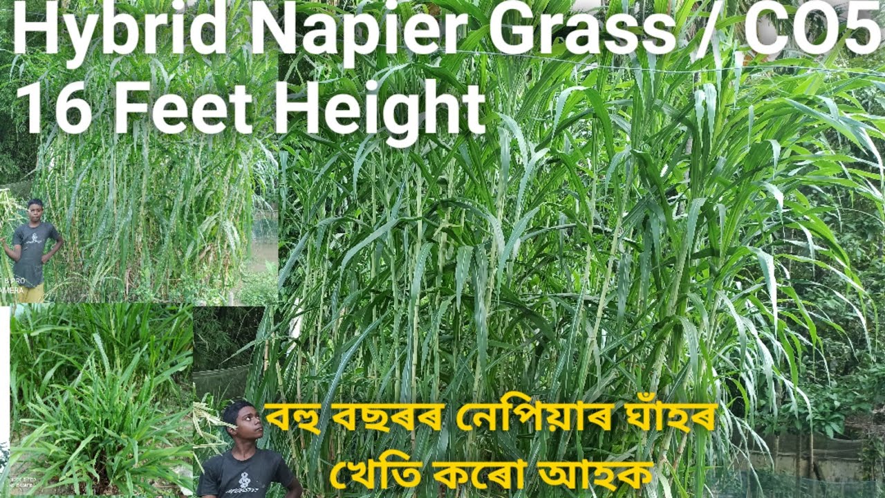16 Feet Height Napier Grass Hybrid Napier Grass CO5 বহু বছৰৰ নেপিয়াৰ ...