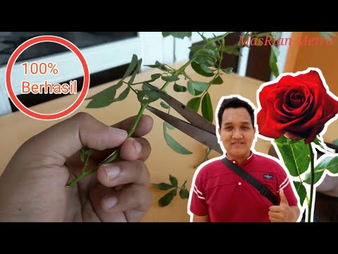 Cara Stek Bunga Mawar 100% Berhasil - YouTube