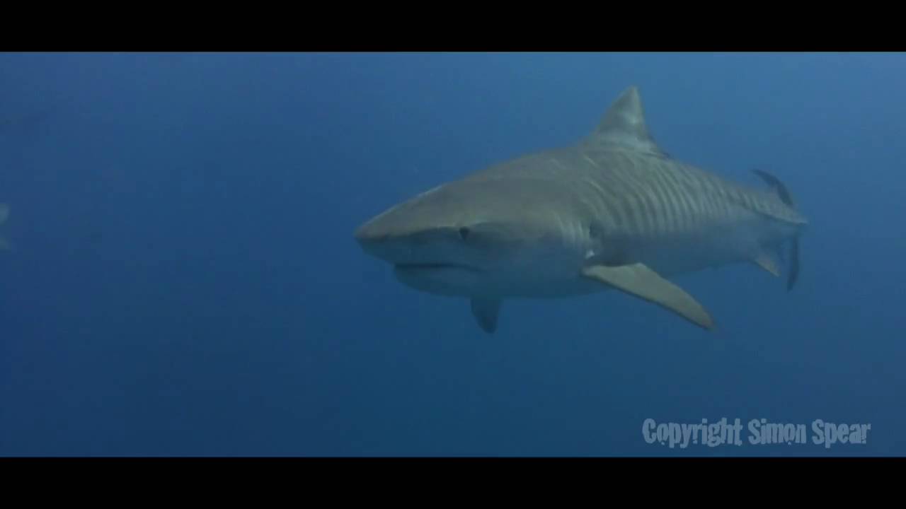 Tiger Tiger - Tiger Sharks of Aliwal Shoal - YouTube