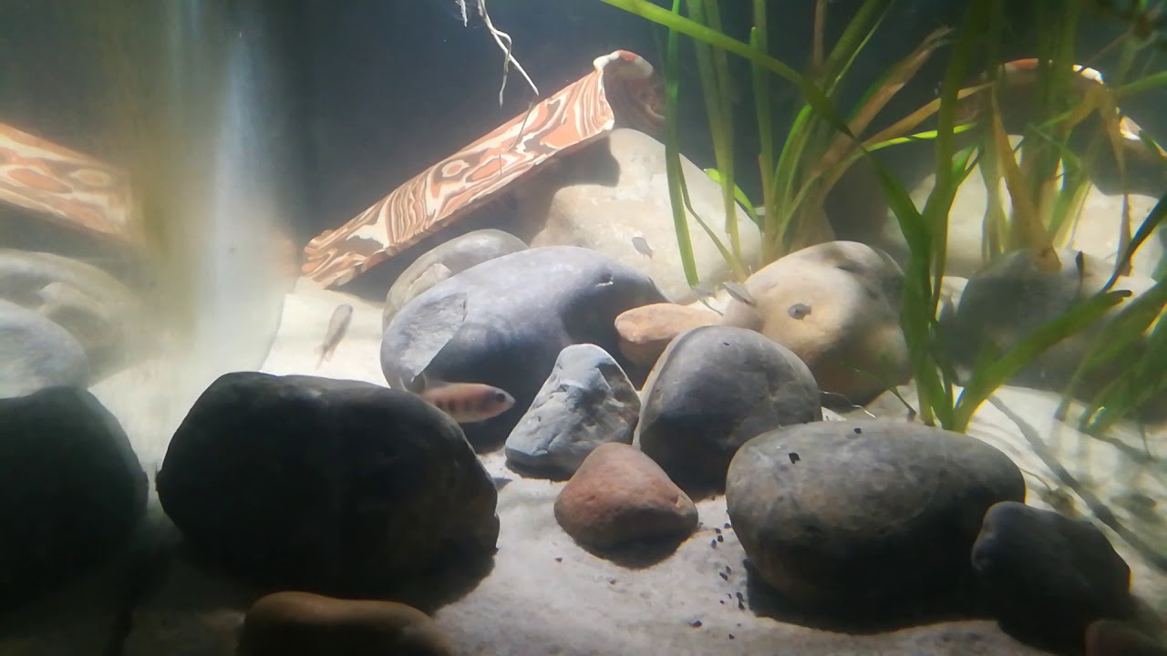 Paraneetroplus bulleri F1 juvenil / Xiphophorus montezumae - YouTube