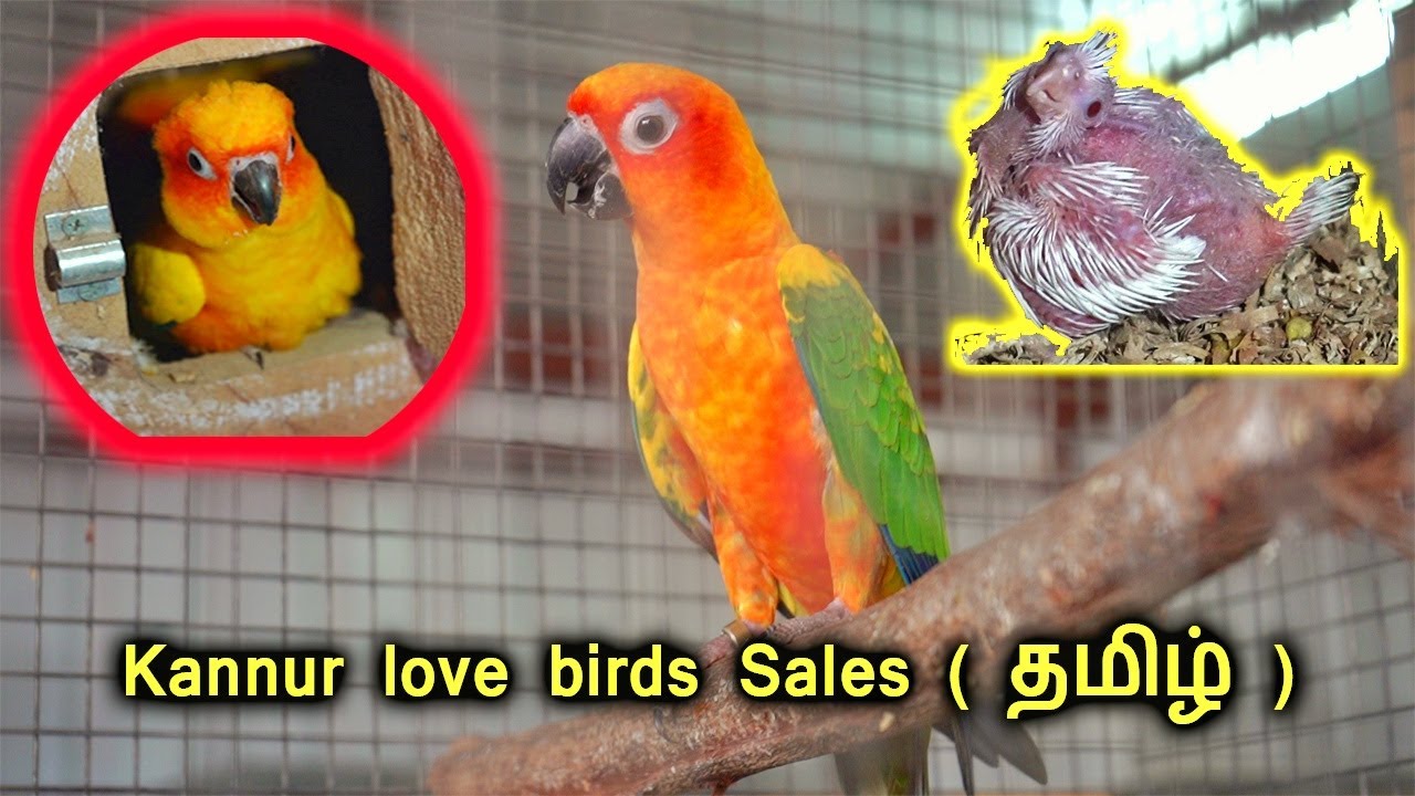 Kannur Love Birds Sales in Dharmapuri / Kannur Birds Fram Tamil Nadu ...