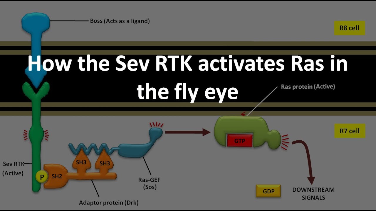 How the Sev RTK activates Ras in the Drosophila eye - YouTube