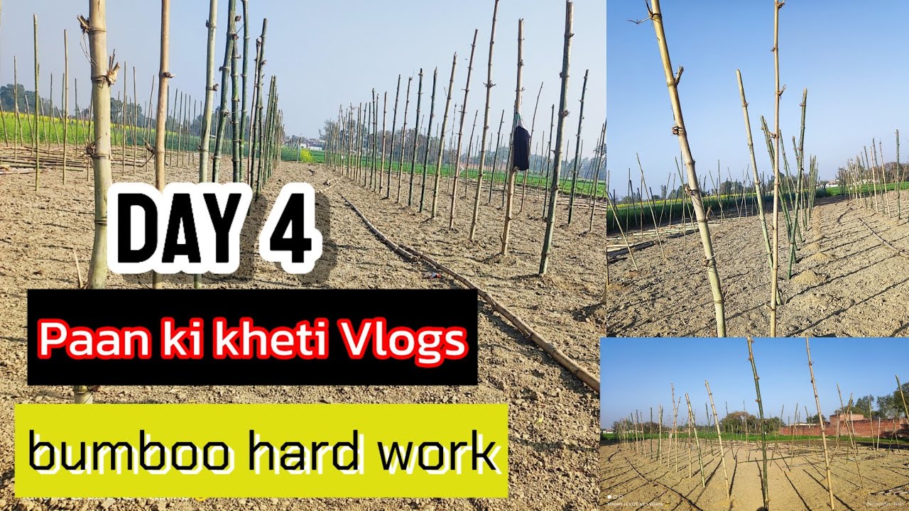 Day 4 || Bumboo hard work || Paan ki Kheti Vlogs || #minivlog #farming ...