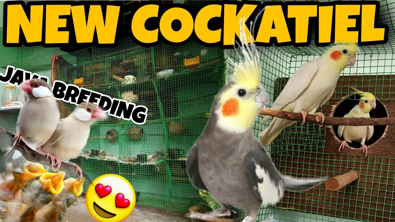 New Cockatiel Bird In Birds Colony🤩Java Birds Chicks Came Out 😮!! - YouTube
