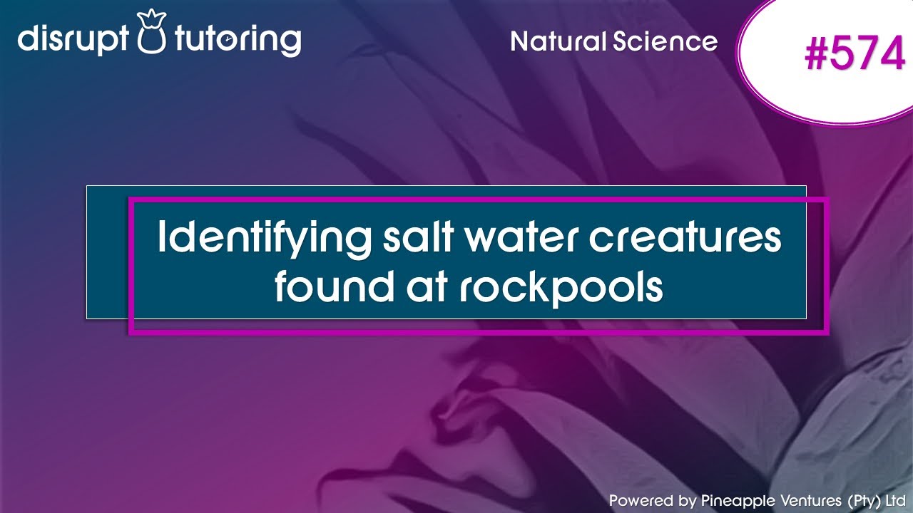 #574 Identifying salt water creatures found at rockpools - YouTube