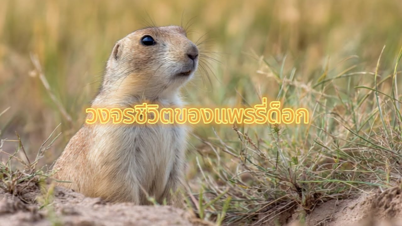 วงจรชีวิตแพรรีด็อก | สังคมใต้ดินผู้สร้างระบบนิเวศ (Prairie Dog Life ...