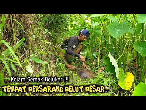 KOLAM RAWA TUA SEMAK BELUKAR‼️JADI SARANG NYA BELUT BESAR - YouTube