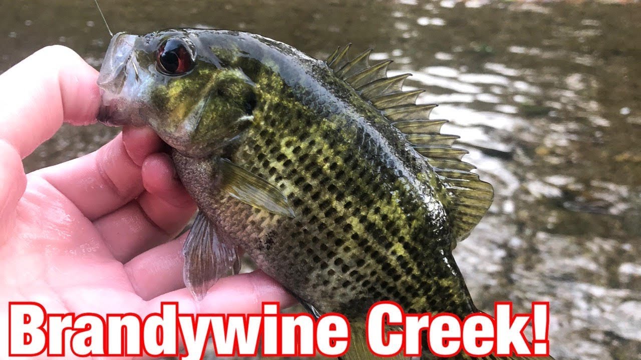 Fishing Brandywine Creek With The Trout Magnet (Techniques For Creek ...