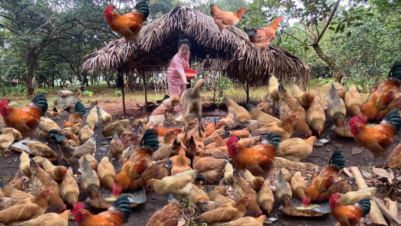 Feeding Chickens in the Forest 23 | Raising Free-Range Chickens ...