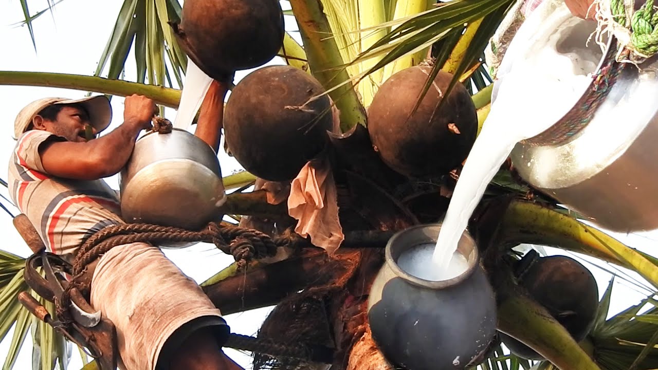 How to Collect Toddy Wine Sap Videos || Juice of Palmyra Palm || Thati ...