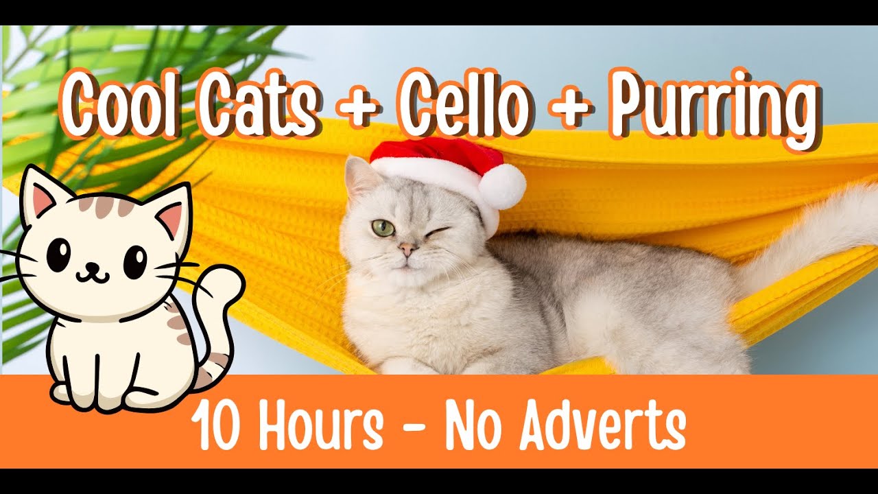 Cool Cats Cello & Purring for Cats & Kittens | Calming Cat Music ...