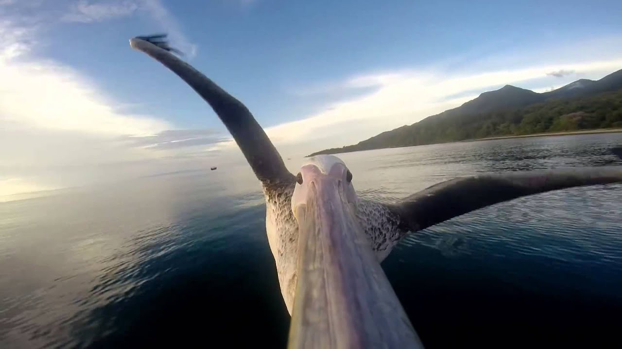 GoPro Pelican Learns To Fly - YouTube