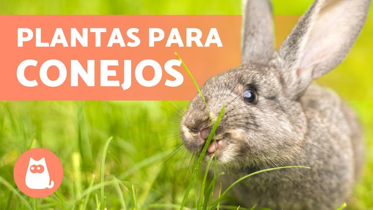 PLANTAS que puede COMER un CONEJO 🐰🌿 (Raíces, Tallos, Hojas y Hierbas ...