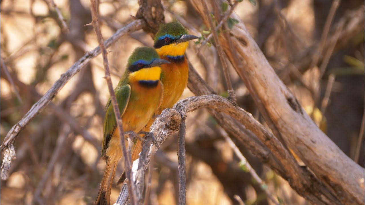 Little Bee-eaters in Kenya - YouTube