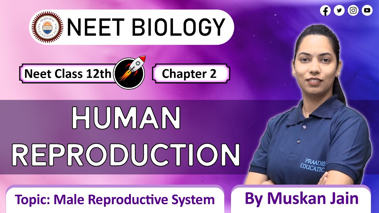 Human Reproduction | Lecture - 1 | Male Reproductive System | Class 12 ...