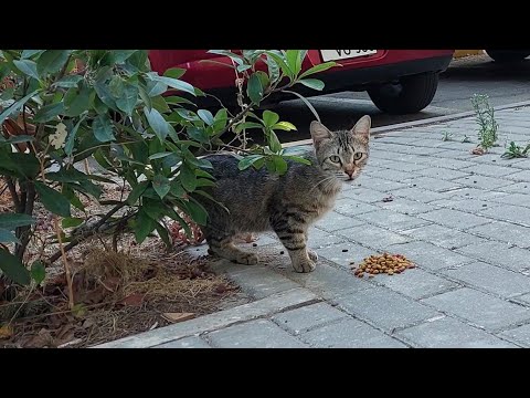 Homeless Poor Cats Are Very Unhappy And Careless :( - YouTube