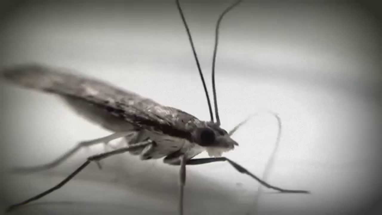 Mmm... Sugar Water! - National Moth Week - YouTube