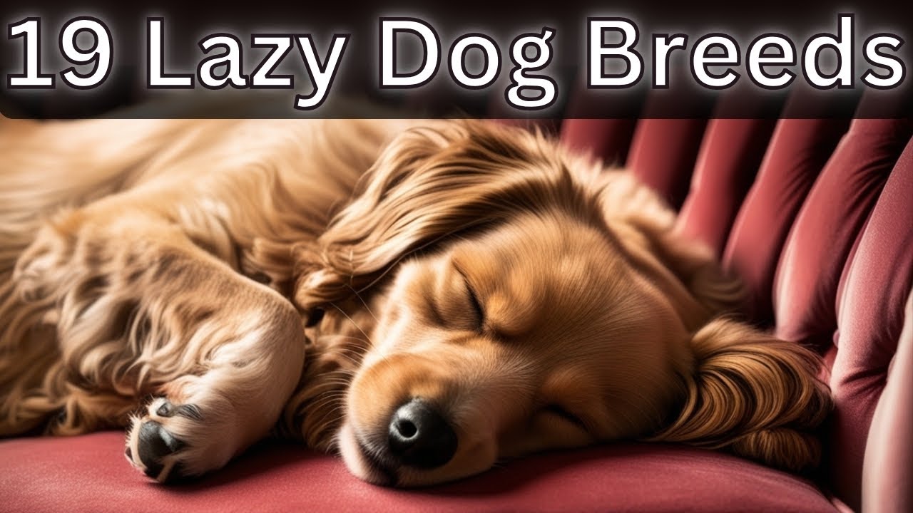 19 Best Low-Energy Dog Breeds For Laid-Back Owners And Lifestyles ...