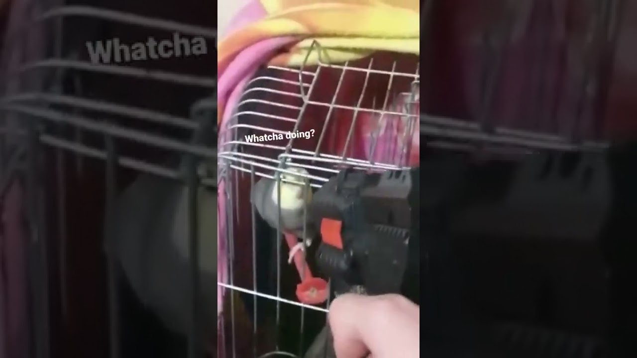 Threatening my bird with a gun - cockatiel reaction to gun - YouTube