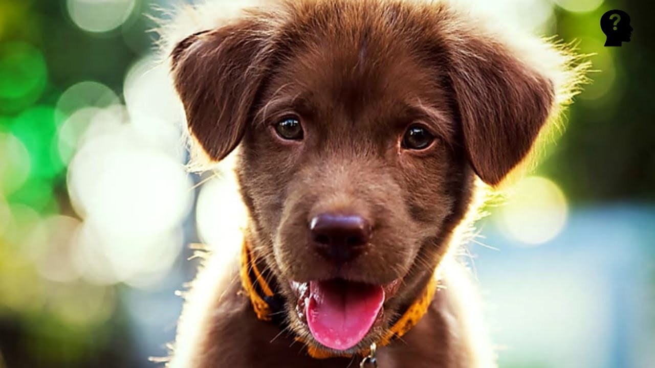 15 Dog Breeds That Hardly Ever Bark - YouTube