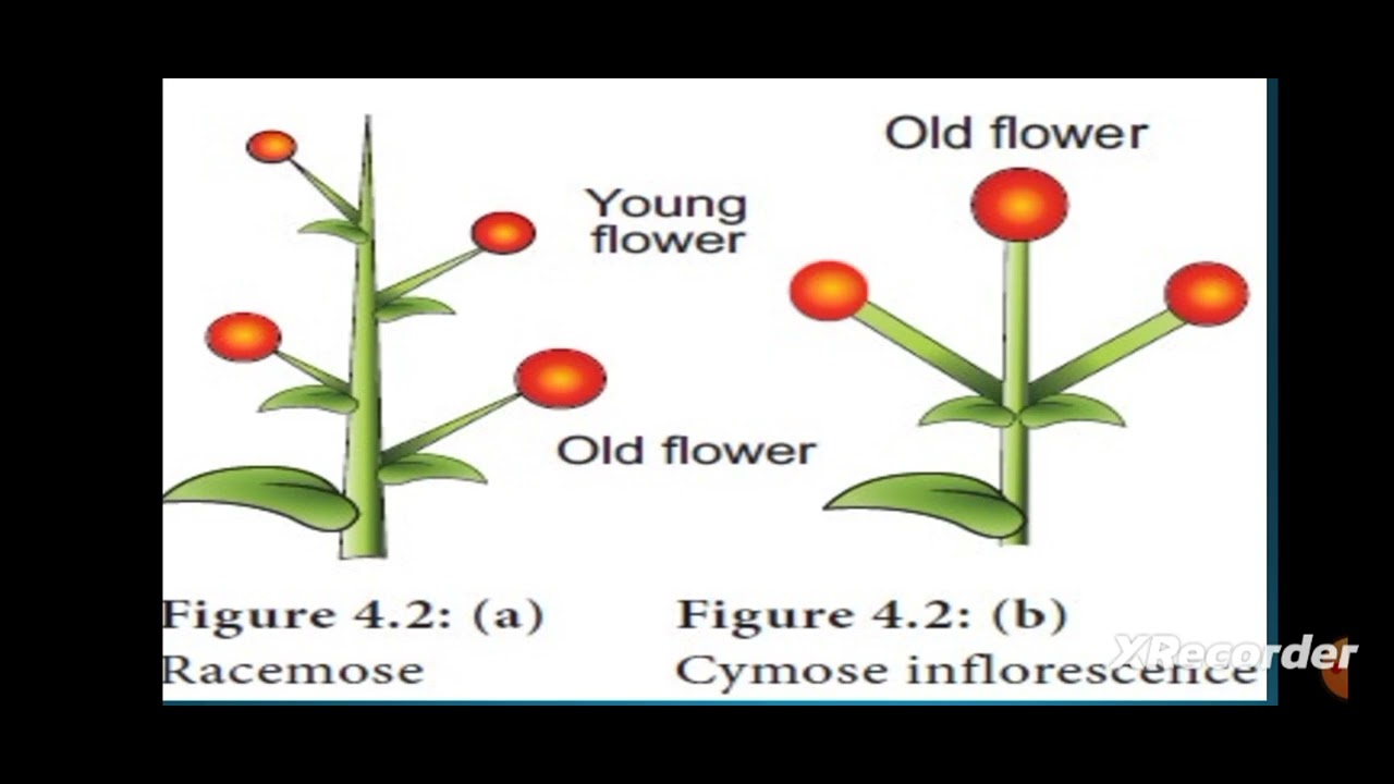 Armen takhtajan system of classification|BOT-302|Botany paper B ...