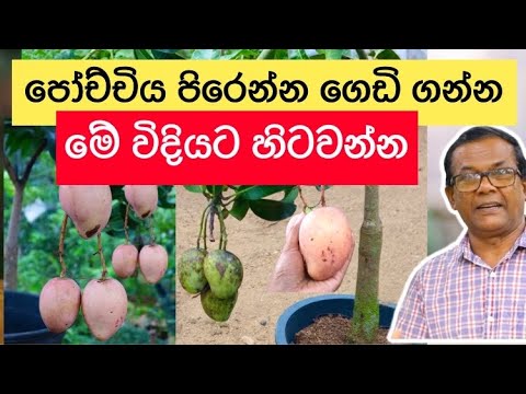 බඳුනක අඹ ගහක්? | Mango Plant in pot | Amba Wagawa | Ceylon Agri ...