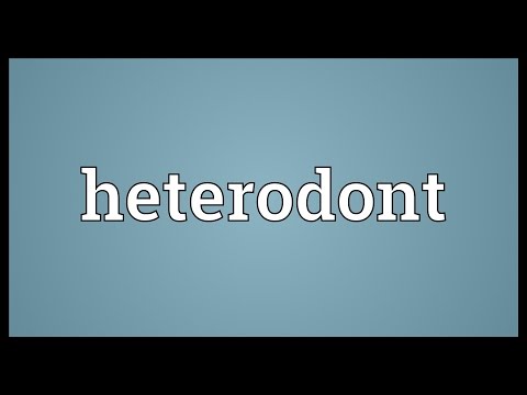 Heterodont Meaning