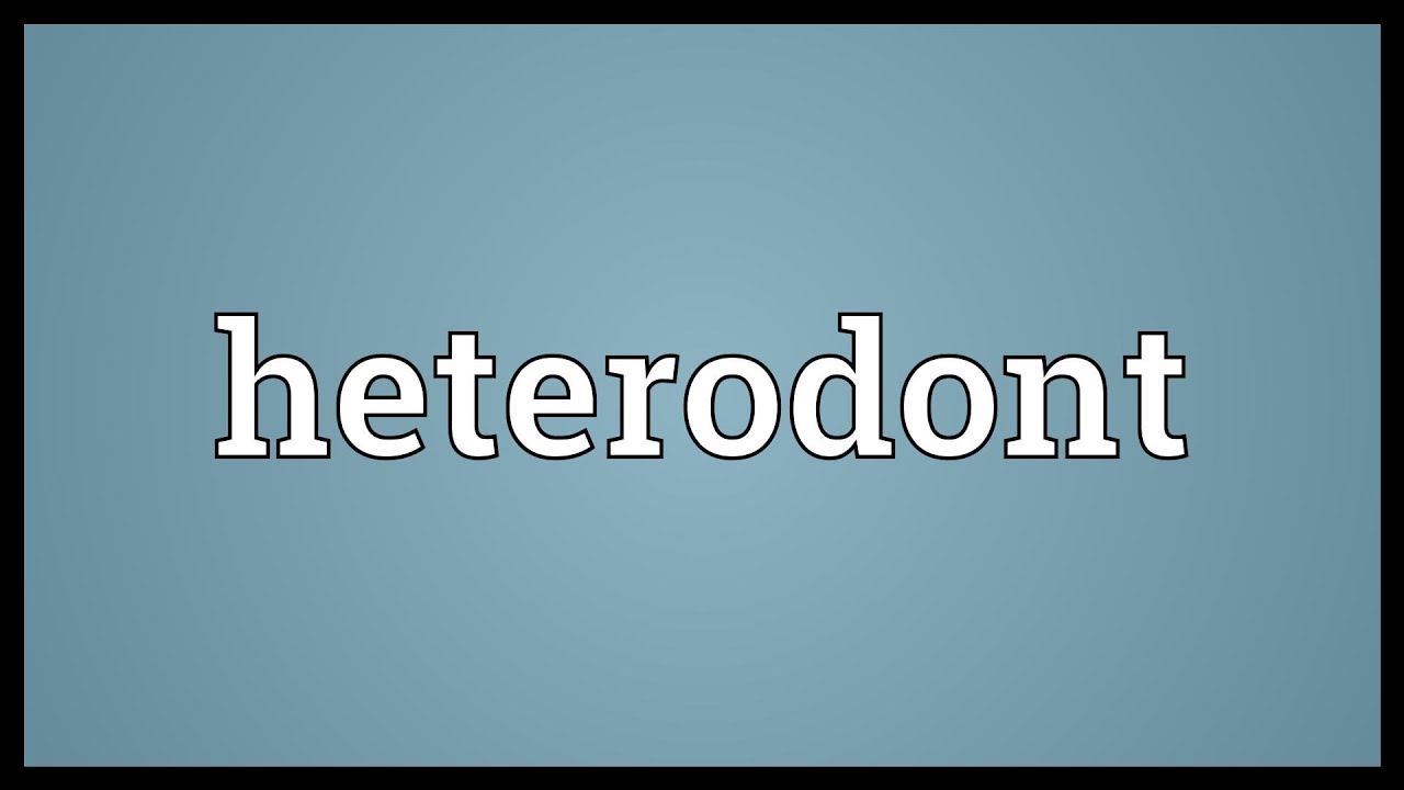 Heterodont Meaning - YouTube