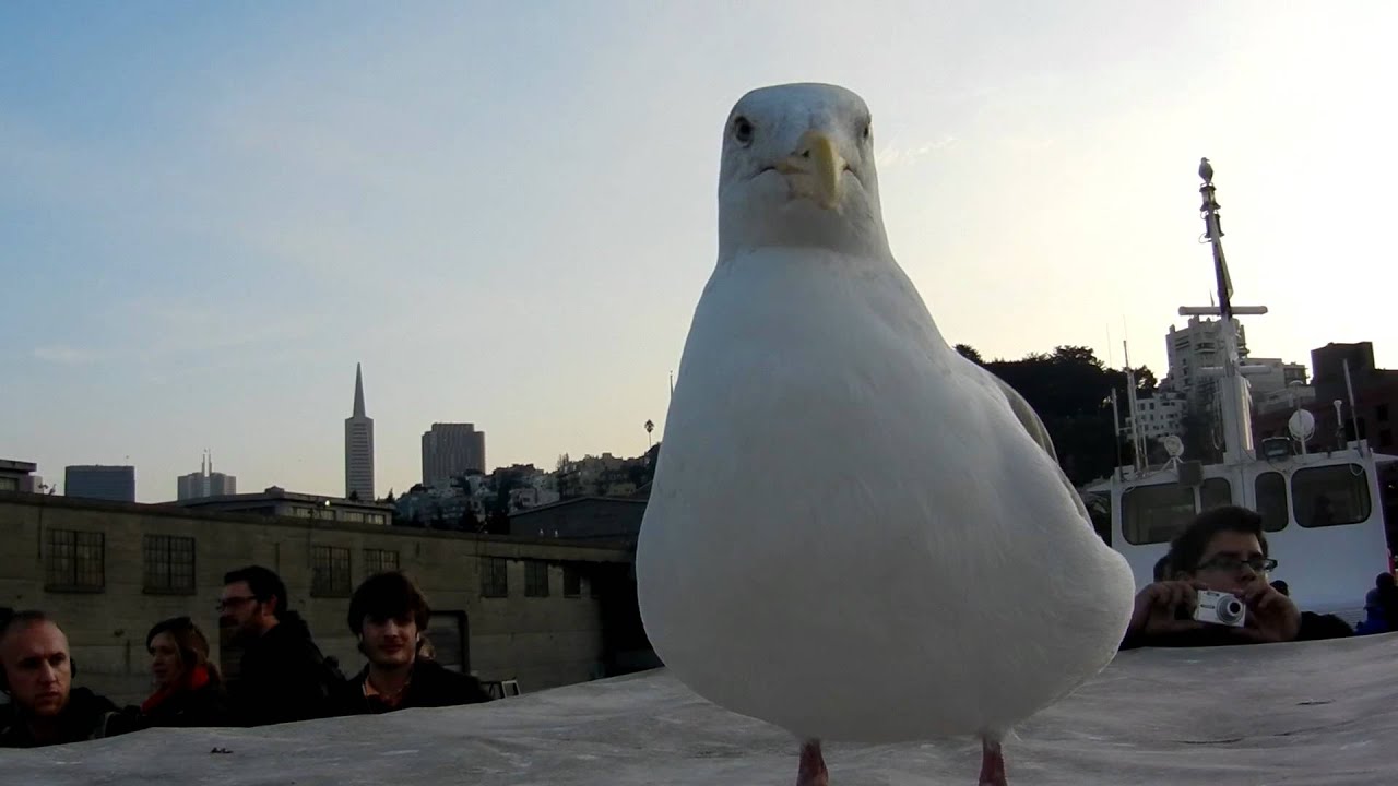 Bird of Alcatraz Likes to Ride Along - YouTube