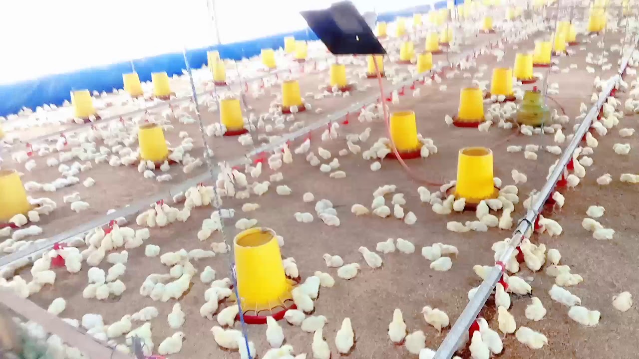 Doc Broiler - YouTube