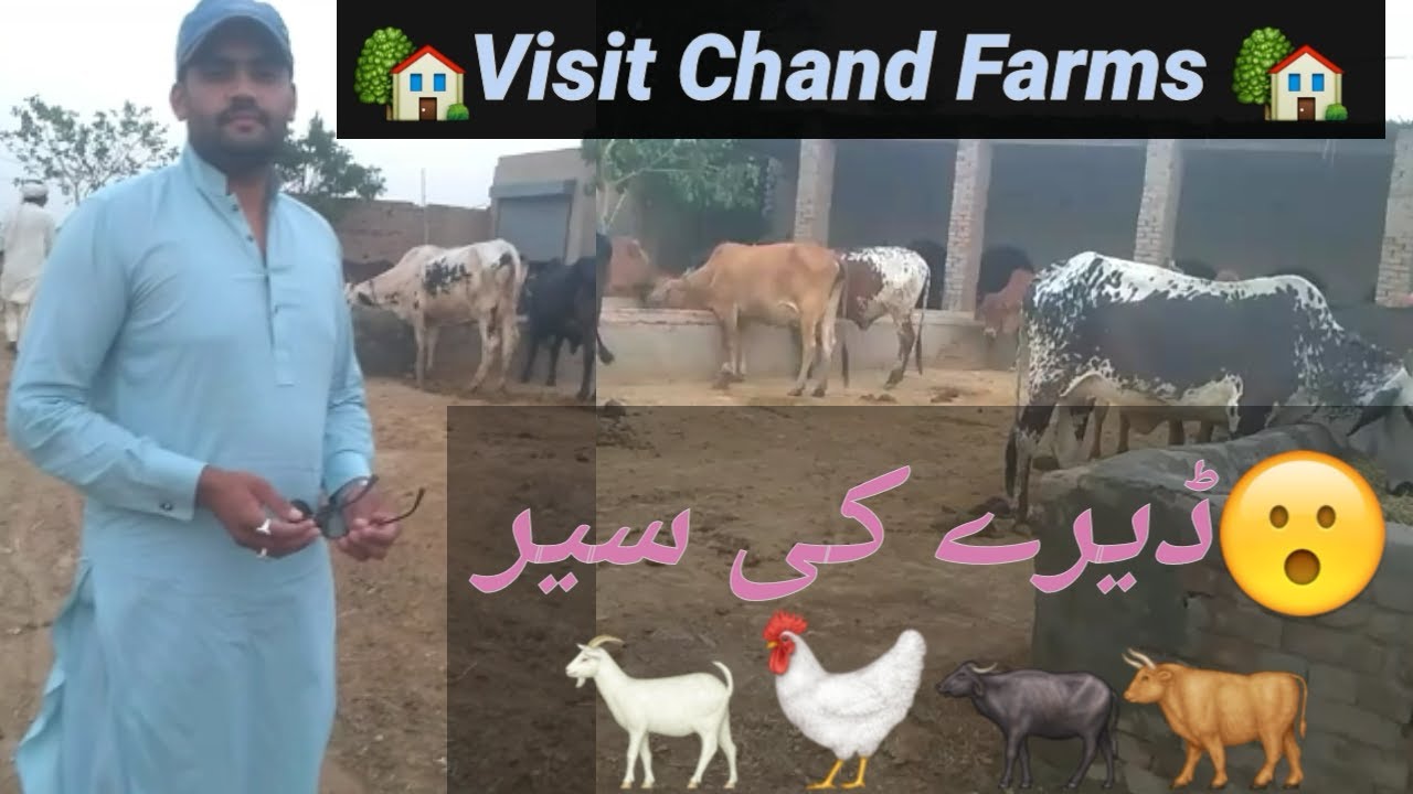 visit Chand Farms-چاند کے ڈیرے کی سیر-Chand Pets-cow farms,dairy,got ...