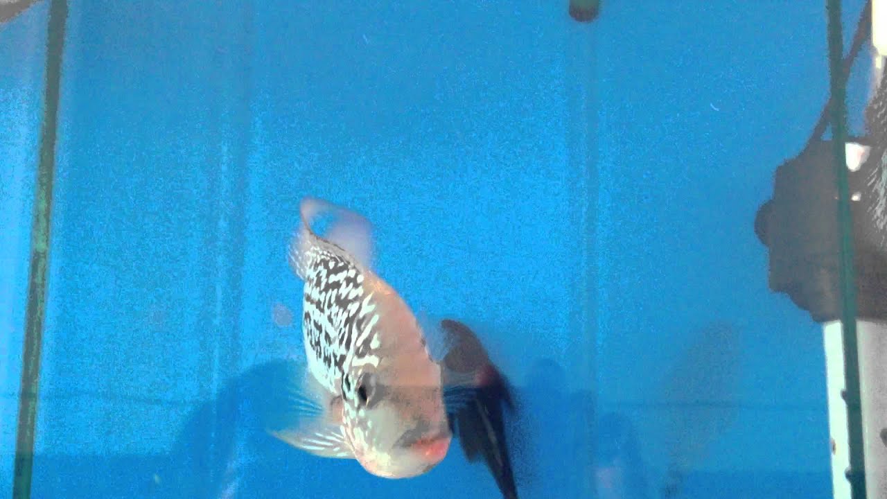 Female King Kamfa 4 - 5 inch - YouTube