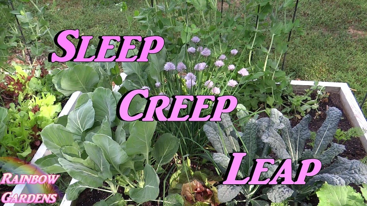 Sleep, Creep, & Leap! Perennial Herbs - How to Grow Tips & Tricks - YouTube