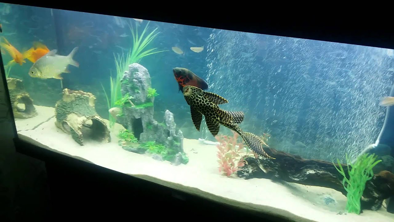 My Leopard Pleco, Oscar, barb and other tank mates - YouTube