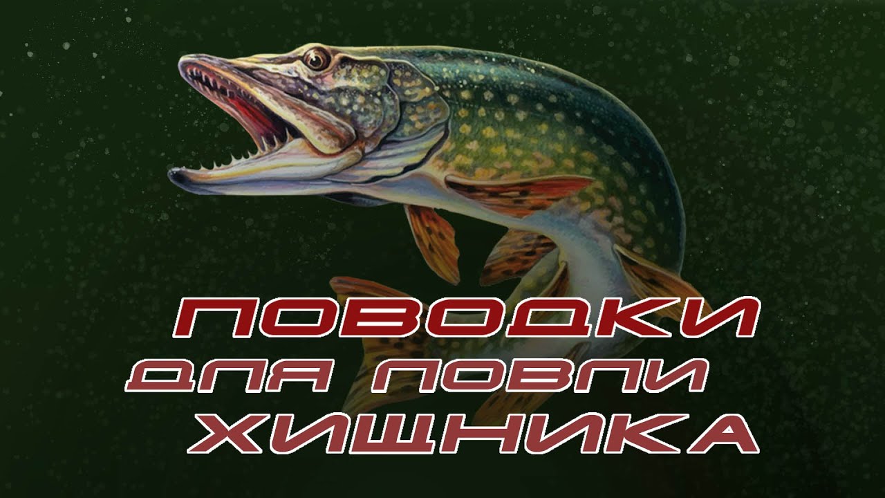 Поводки Волжанка - YouTube