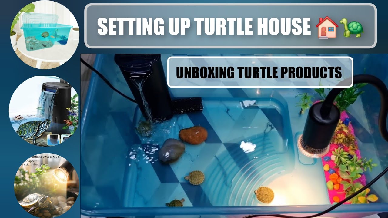 Bought This Amazing Turtle House Online ,BluePet Light And Sobo Filter ...