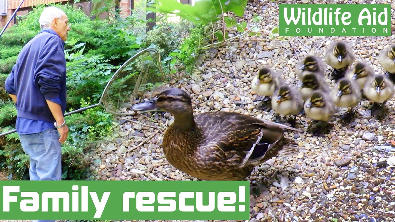 TRAPPED duck and ducklings given a helping hand to water! - YouTube