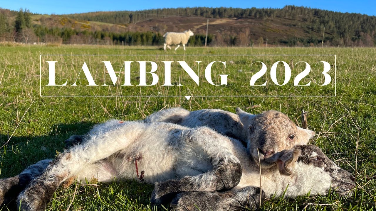 Join Us For A Day Of Lambing - YouTube