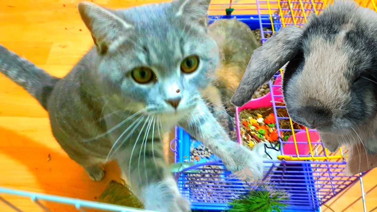 CAT and RABBIT FRIENDS. Funny animals and pets - YouTube