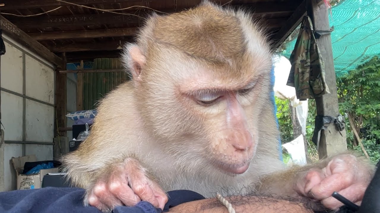 Concentrating Hard! Little Zueii Monkey Grooming My Belly - YouTube