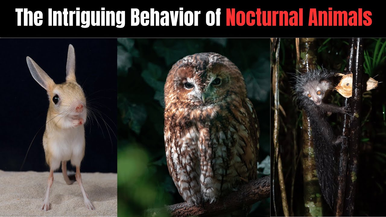 The Intriguing Behavior of Nocturnal Animals - YouTube