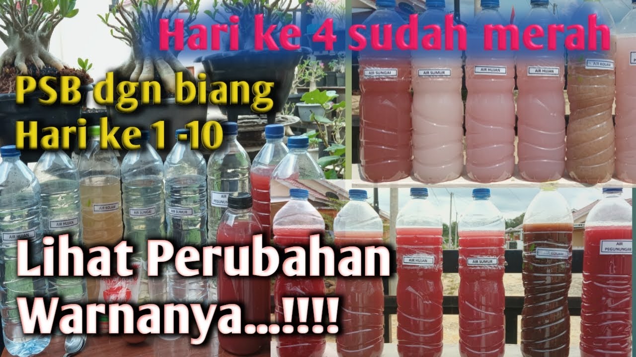 Perubahan Warna PSB Mulai Hari Pertama dengan biang atau starter | Hari ...