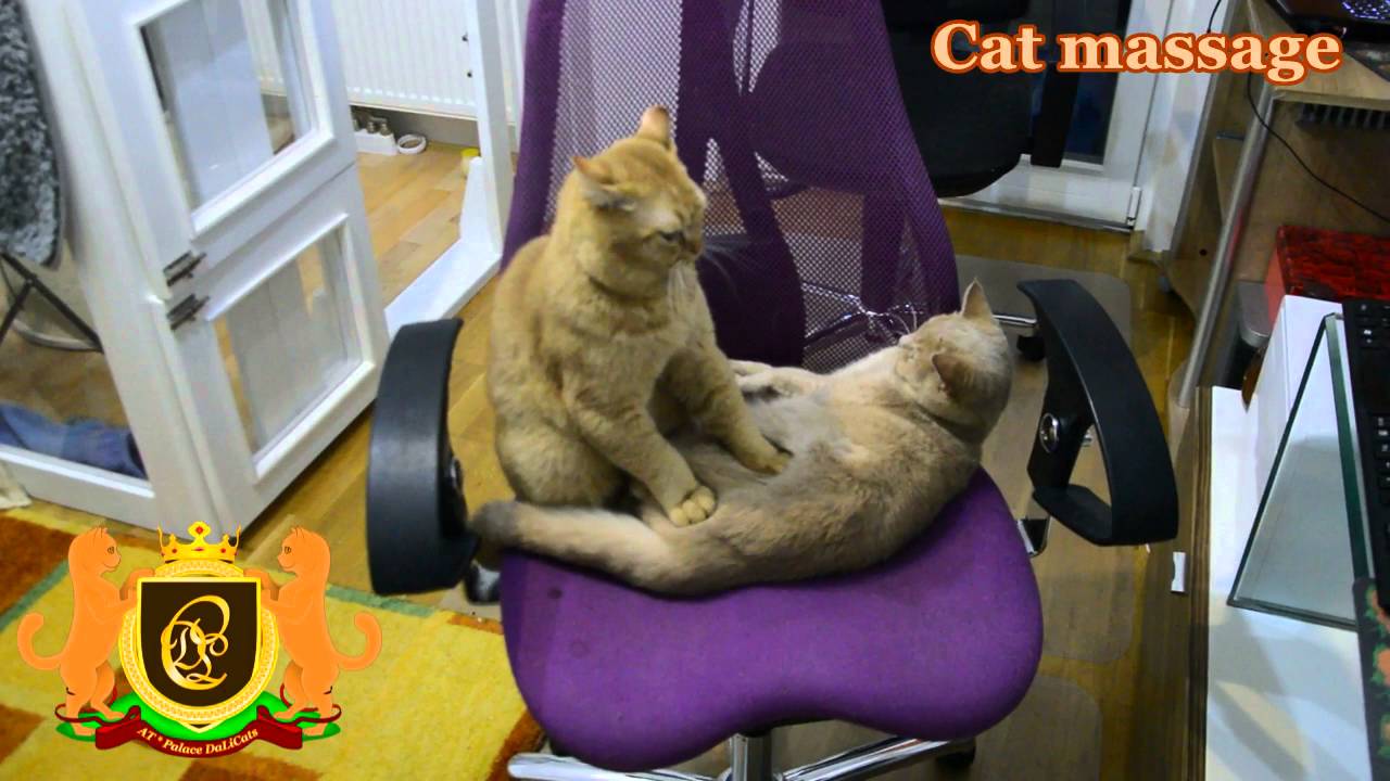 Cat massage Katze-Massage Kočičí masáž - YouTube
