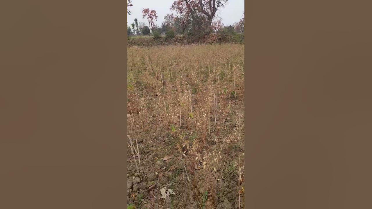 chana ke khet me# short video - YouTube