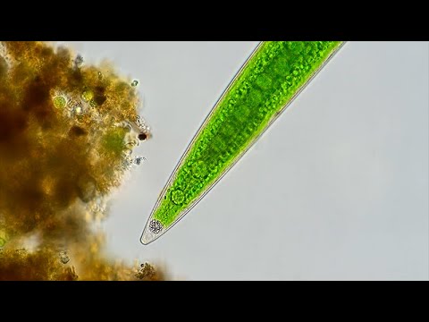 Closterium - Barium Sulfate Crystals and Cyclosis - YouTube