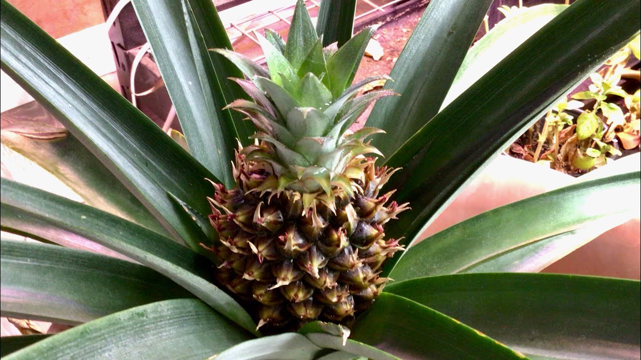 Pineapple update! - YouTube