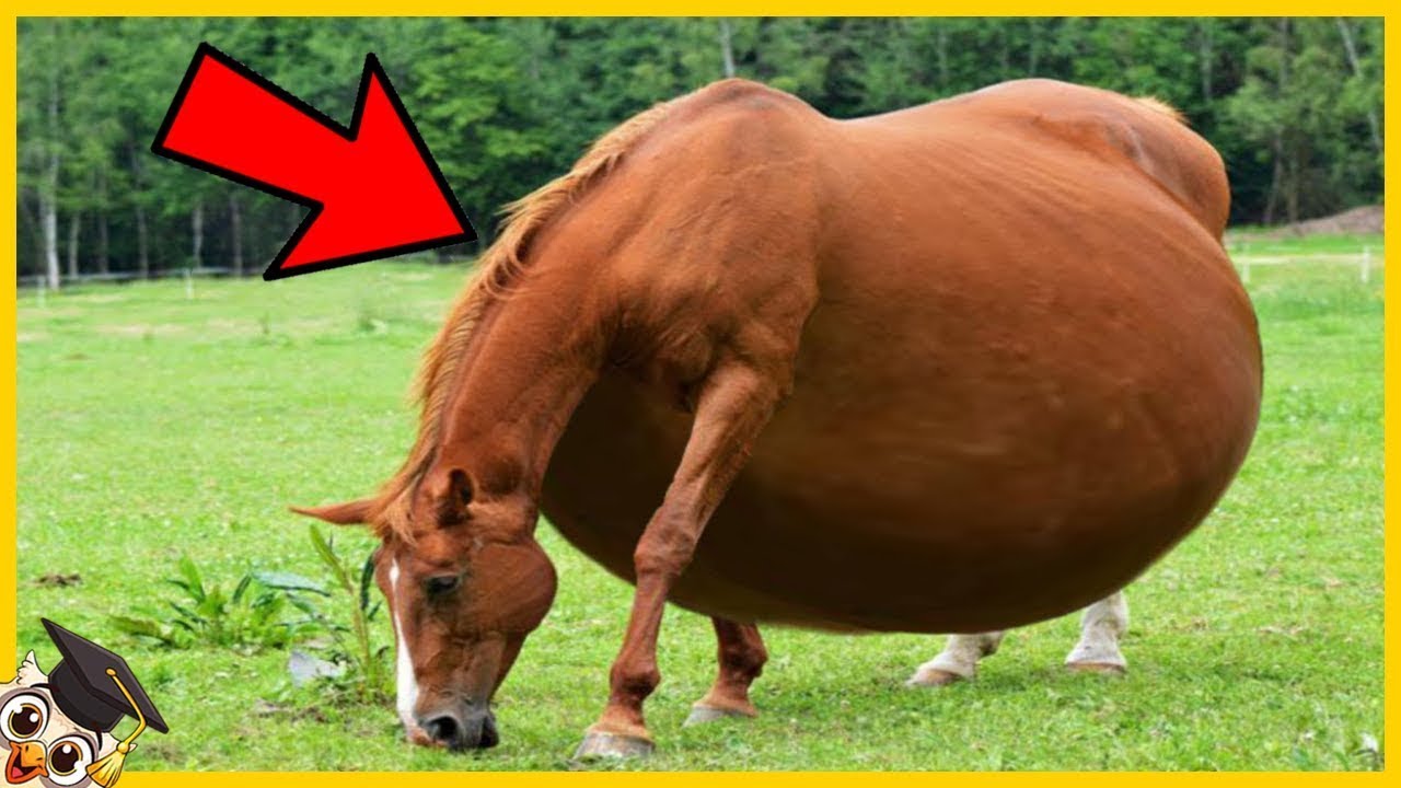 15 Naissances De Bébés Animaux Qui N'arrivent Qu'une Fois Par Millier D ...